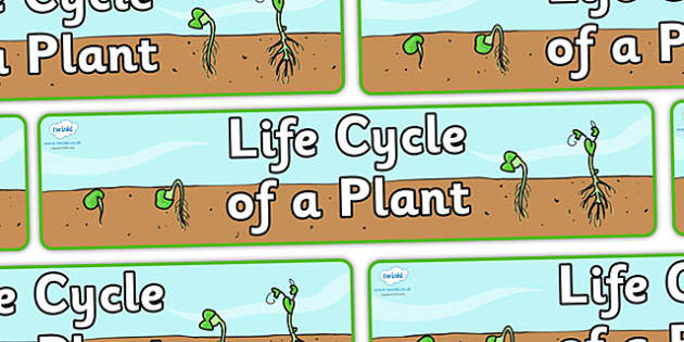 Life Cycle of a Plant Display Banner - KS1 Plants and Growth Resources