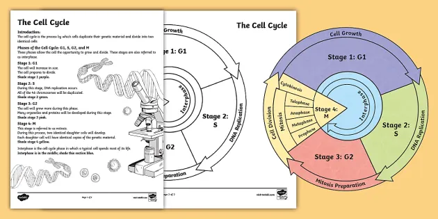 Mitosis And Cytokinesis Coloring Pages