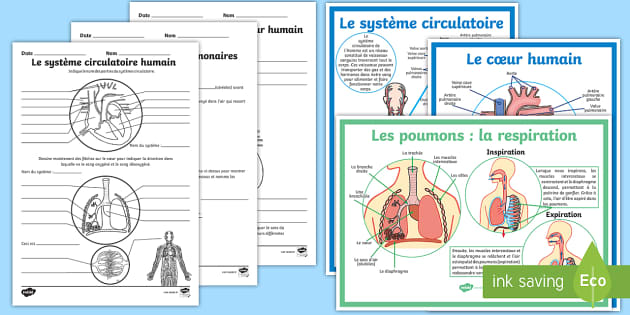 Ensemble de ressources : le corps humain (teacher made)