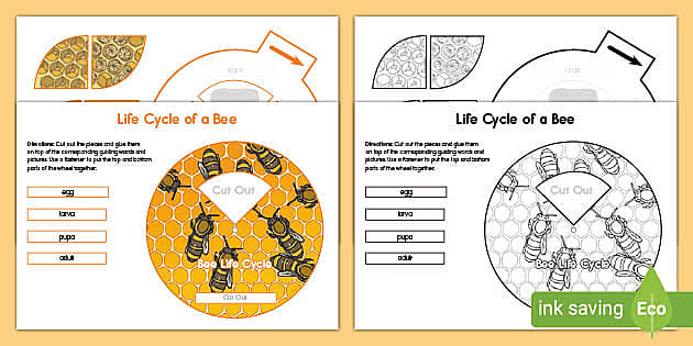 Life Cycle of a Bee Spin Wheel (teacher made)