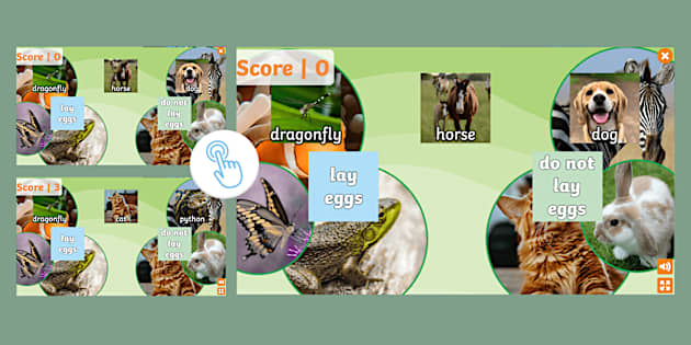 Animals That Lay Eggs Interactive Sorting Activity - Twinkl