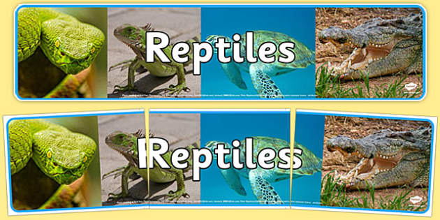 Reptiles Photo Display Banner (teacher made)