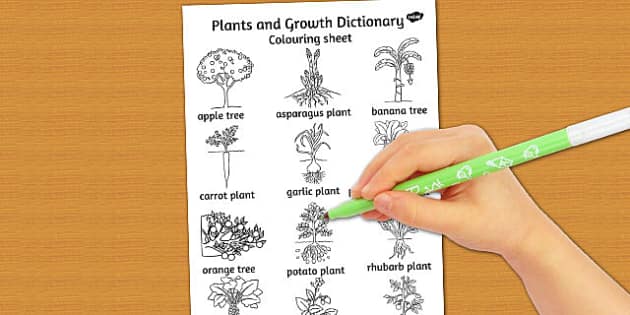 Plants and Growth Dictionary Colouring Sheet - Twinkl