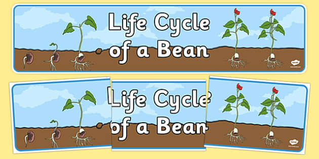 Life Cycle of a Bean Display Banner - Bean, growth, plant, life