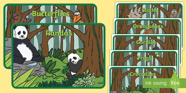 Editable Group Names (Jungle & Rainforest) (teacher made)
