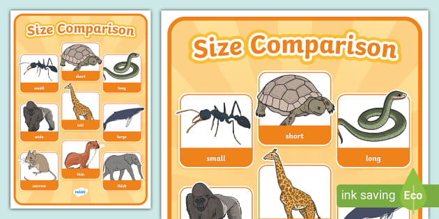 Foundation Phase- Display Posters : Size Comparison - Twinkl