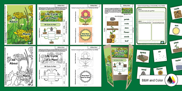 Kindergarten All About Plants Trifold File Folder Activity