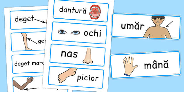 Părțile corpului uman - Cartonașe cu imagini și cuvinte