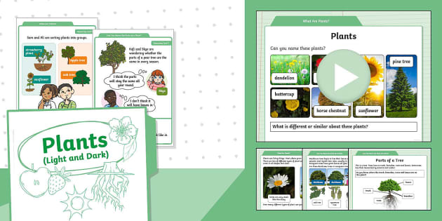 Step into Science: Y2: Spring: Block 1: Plants (Light and Dark): Steps ...