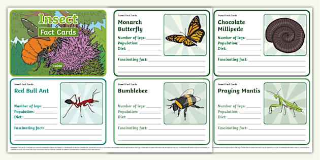 Insects Fact Cards Template (l'enseignant a fait) - Twinkl