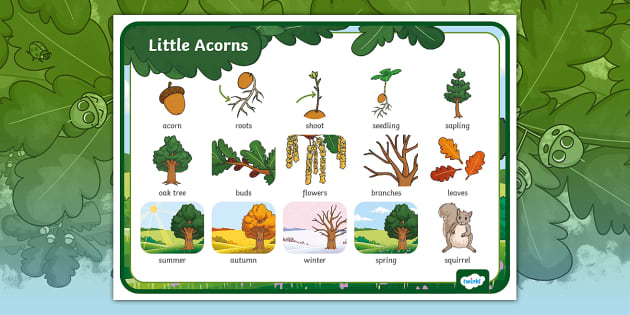 Life Cycles Children’s Books from Twinkl Originals