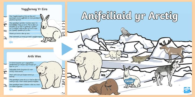 Pŵerbwynt Cynefinoedd Anifeiliaid Arctig Pecyn Adnoddau
