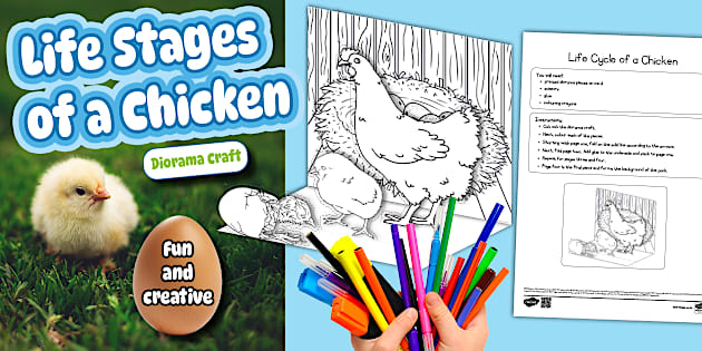 Foundation Phase Life Skills - Life Stages of a Chicken - Diorama Craft ...