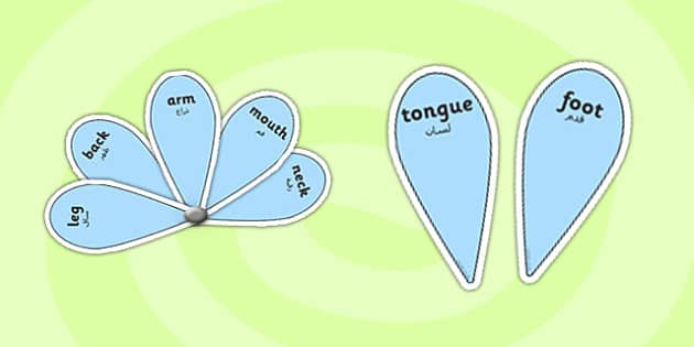 EAL My Body with English Word Fans Arabic Translation - arabic