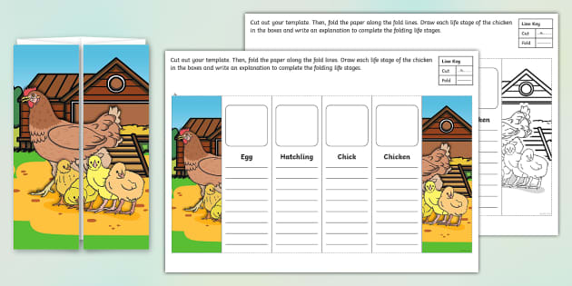 Chicken Folding Life Stages Template (teacher made) - Twinkl