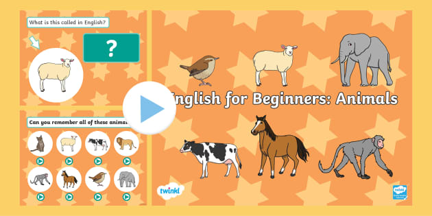 English for Beginners: Animals (teacher made) - Twinkl