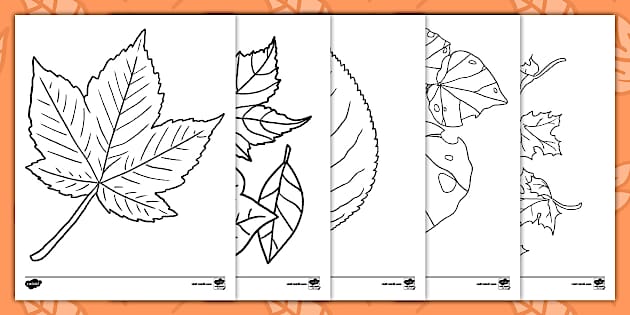 Fall Leaves Coloring Sheets (teacher made) - Twinkl