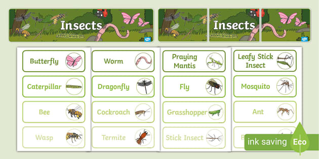 Insects Word Wall | Twinkl (creat de profesori) - Twinkl