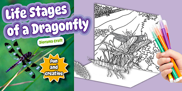 Foundation Phase Life Skills - Life Stages of a Dragonfly - Diorama ...