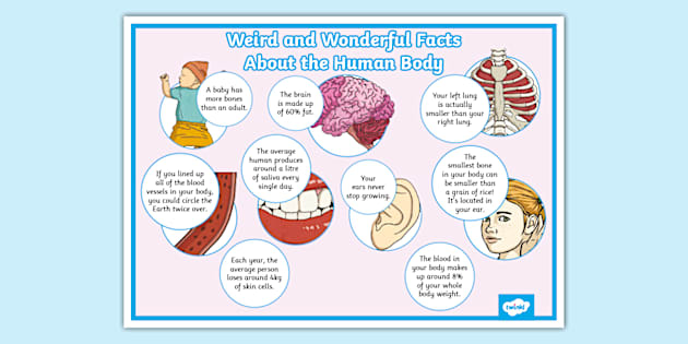 Weird and Wonderful Facts About the Human Body Poster Weird and Wonderful Facts About the Human Body Poster