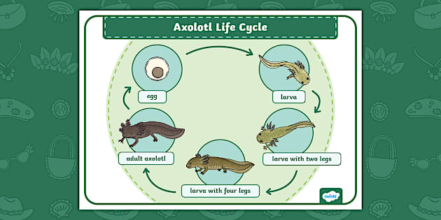 Axolotl Life Cycle Poster (Teacher-Made) - Twinkl
