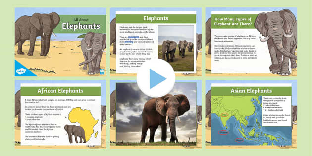 Fantastic Elephant Activities for Kids - Twinkl