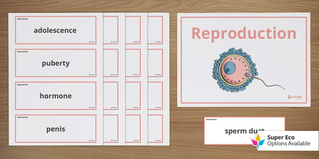 KS3 Reproduction Word Wall | Human Reproduction | Beyond