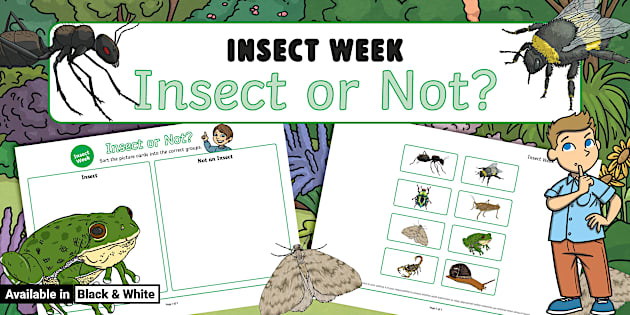 Insect Week Activities for Primary Students | Hands-On Science Resources