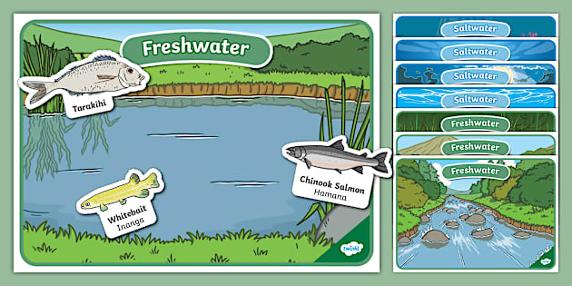 New Zealand Habitats: Freshwater vs Saltwater Fish Sorting Activity