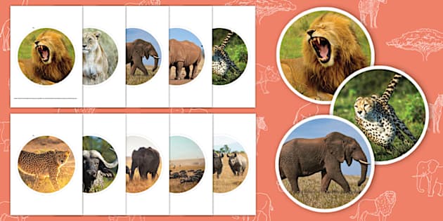 The Big Five Circle Display Photo Cut-Outs (teacher made)