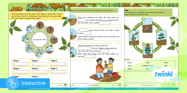 Interactive PDF: Home Learning: Science: Year 2: Plant Life Cycle