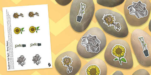 Life Cycle of a Sunflower Story Stone Image Cut Outs - story stone