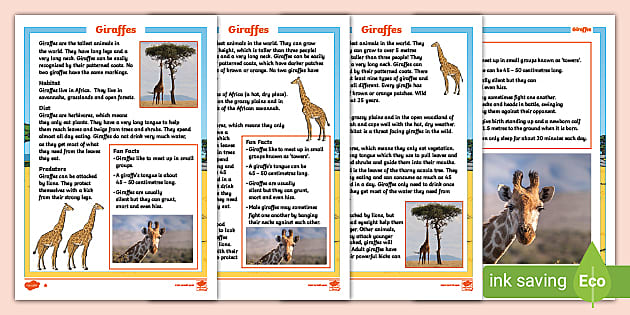 Giraffes Fact Files (teacher made)