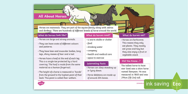 All About Horses KS1 Fact File - Animals - Twinkl