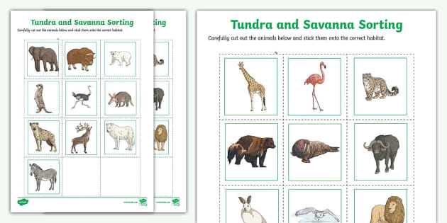 Tundra or Savanna Sorting Worksheet - KS2 (teacher made)