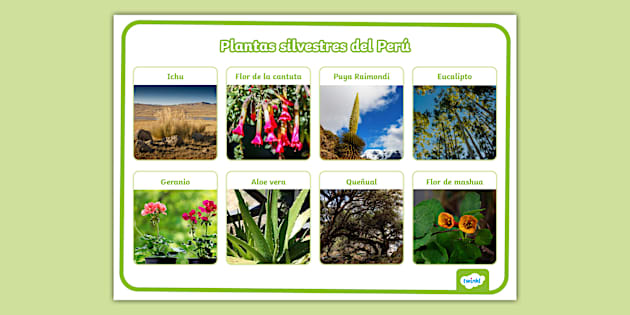 Lámina de plantas silvestres | Recursos Educativos Twinkl Lámina de plantas silvestres | Recursos Educativos Twinkl