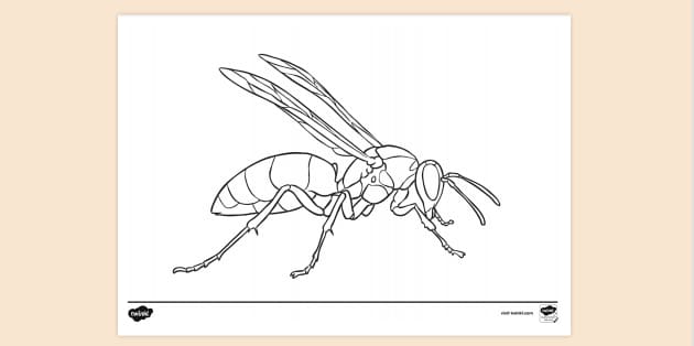 FREE! - Wasp Colouring Page For Kids | Colouring Sheets