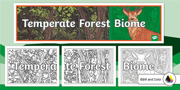 Temperate Forest Biome Banner (Teacher-Made) - Twinkl