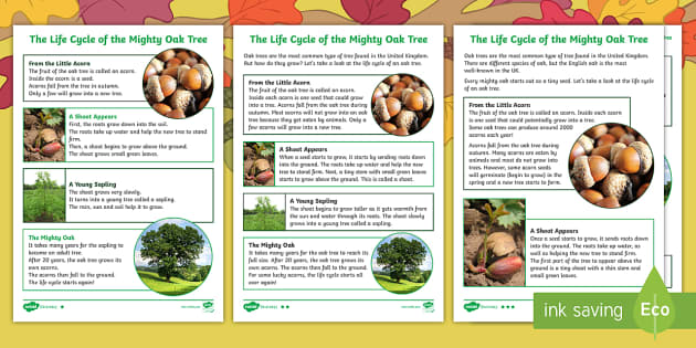 Little Acorns: Life Cycle of an Oak Tree Differentiated Fact File