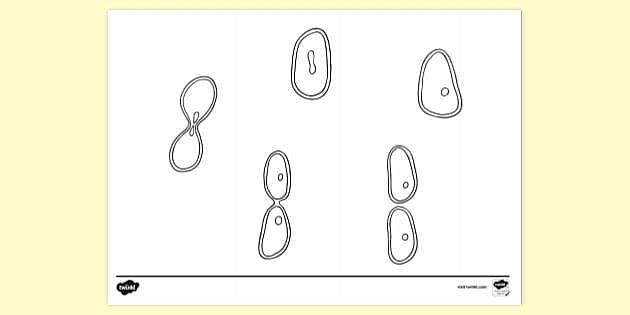 Asexual Reproduction Colouring Sheet (teacher made) - Twinkl