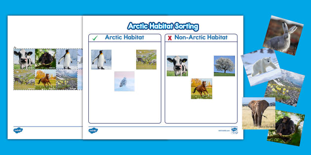 Arctic Habitat Photo Sorting Cut and Paste Activity for PK-K