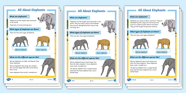 All About Elephants Differentiated Reading Comprehension