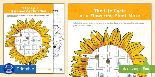 The Life Cycle of a Flowering Plant Maze (teacher made)