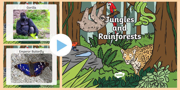 Jungle and Rainforest Photo PowerPoint - Twinkl