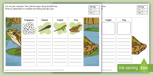 * NEW * Frog Folding Life Cycle Template - Twinkl