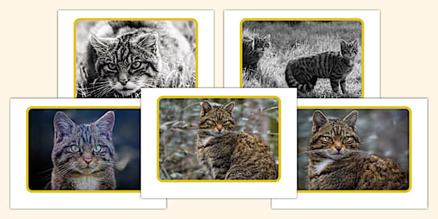 Scottish Wildcat Photo Pack (Teacher-Made) - Twinkl Scottish Wildcat Photo Pack (Teacher-Made) - Twinkl