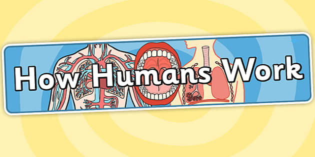 FREE! - How Humans Work Topic Display Banner (teacher made)