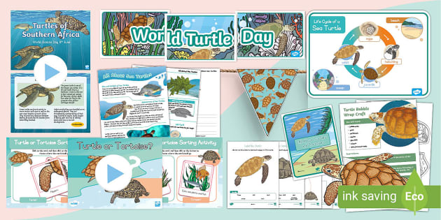 World Turtle Day Activities (teacher made) - Twinkl
