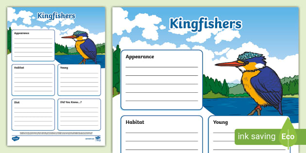 Kingfisher Fact File Template (l'enseignant a fait) - Twinkl
