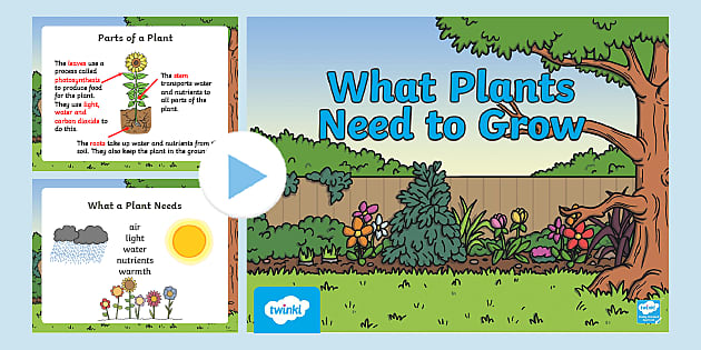 FREE! - What Plants Need to Grow PowerPoint (teacher made)